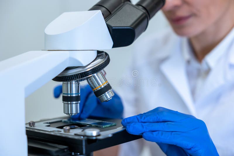 Unrecognizable Female Scientist Looking Petri Dish with Genetically ...