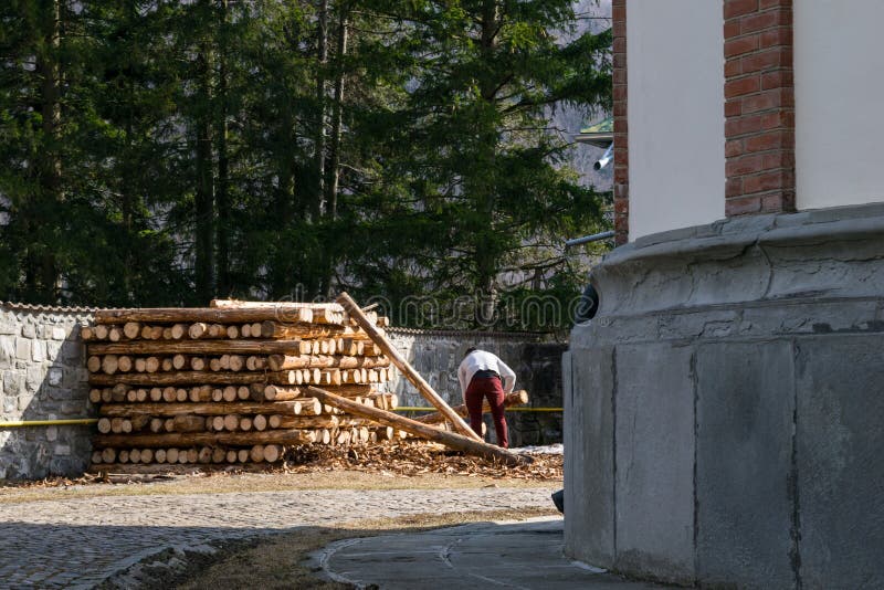Unrecognizable Man at Work Stacking Up Wood Lumber Cut Trees To Be Used ...
