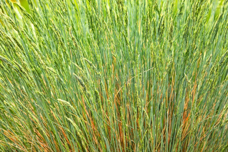 Unrefined Elegance Textured Patterns of Wild Grasses Stock Photo ...
