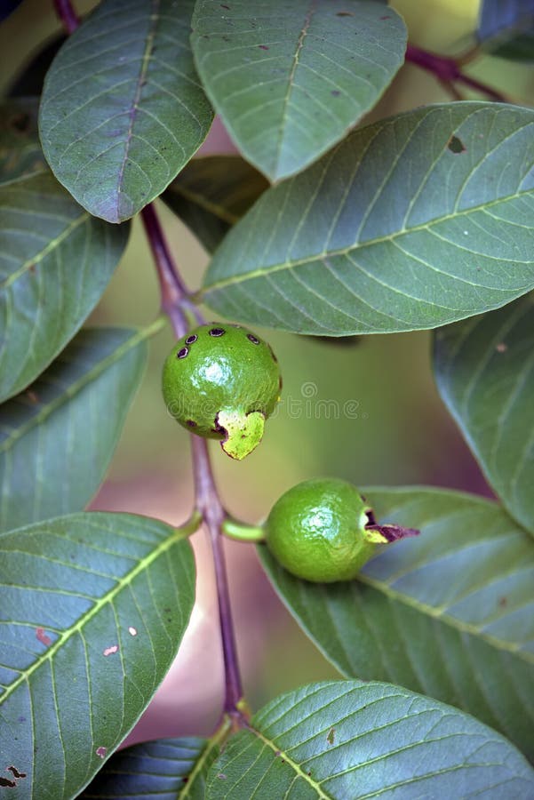 Frucht Von Cattley-Guave Oder Von Peruanischer Guave (Psidium Littorale ...