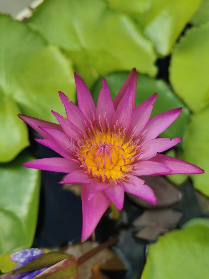 Unretouched Top View of White Lotus Flower Stock Image - Image of white ...