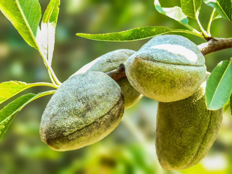 Almond on a tree. stock photo. Image of shell, edible - 122633202