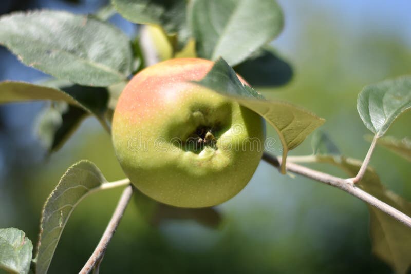 Unripe apple on the tree stock photo. Image of fruit - 266118636