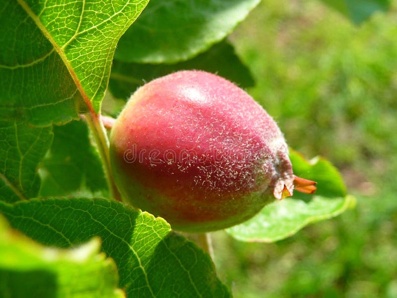 Unripe apple on a tree stock photo. Image of floral, environment - 74239890