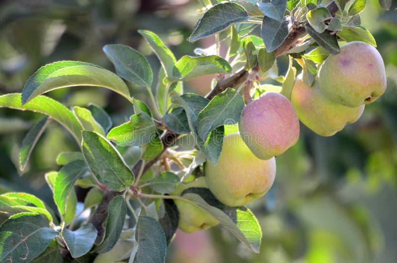 Unripe Apples On A Tree Branch With Leaves Stock Photo - Image of leaf ...