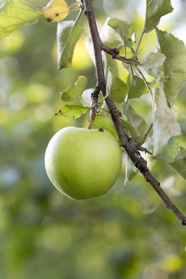 Unripe apples on a branch stock image. Image of bokeh - 75050129