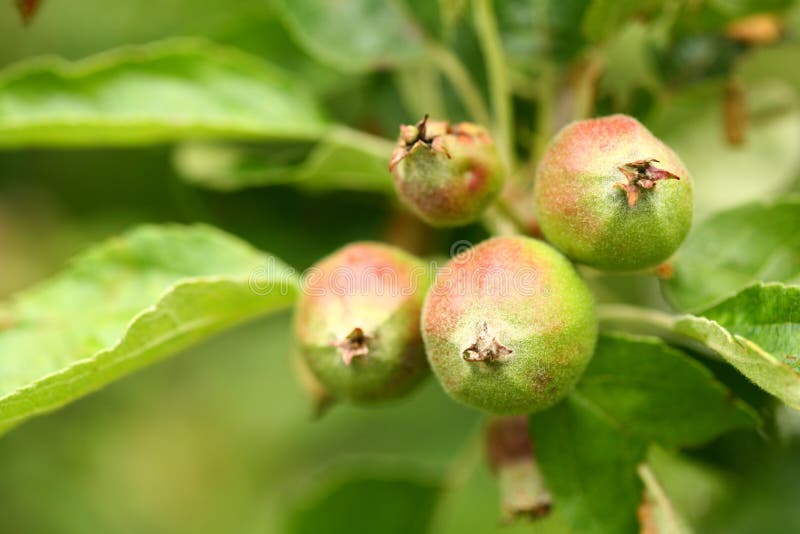 Closeup Of A Bunch Of Unripe Apples On A Tree Branch Stock Photo ...