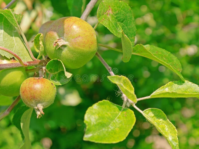 Unripe apples stock photo. Image of unripe, food, plant - 31485708