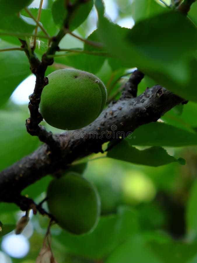 Unripe Apricot Berry on a Branch Stock Image - Image of vibrant ...