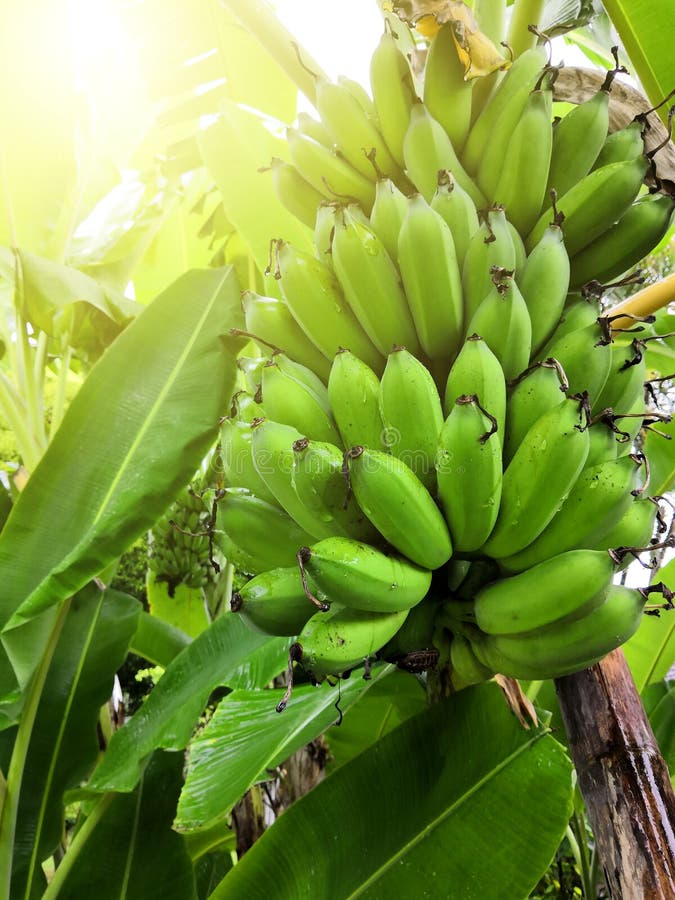 Unripe banana stock photo. Image of nature, healthy - 138283762