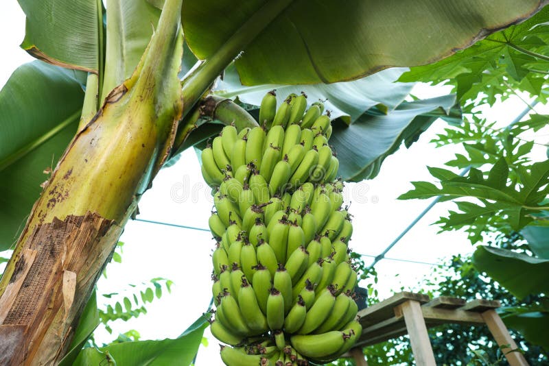 Unripe Bananas Growing on Tree Against Blue Sky, Bottom View Stock ...