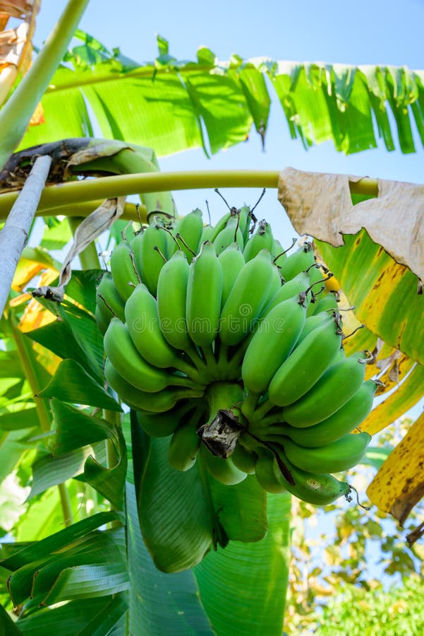 Unripe Bananas on the Tree on a Banana Leaf Background Stock Photo ...