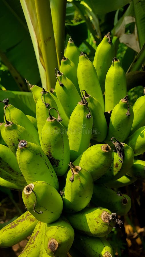 Unripe Bananas that are Still Green. There Were Signs of Rot from Being ...