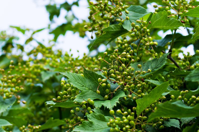 Unripe berries of viburnum stock image. Image of unripe - 32639465