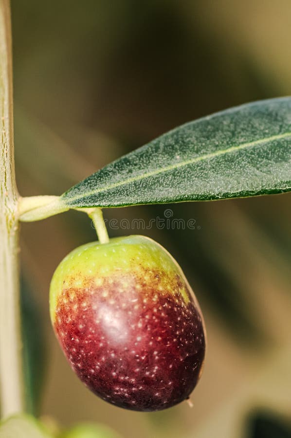 Unripe black olive on tree stock image. Image of france - 261323699