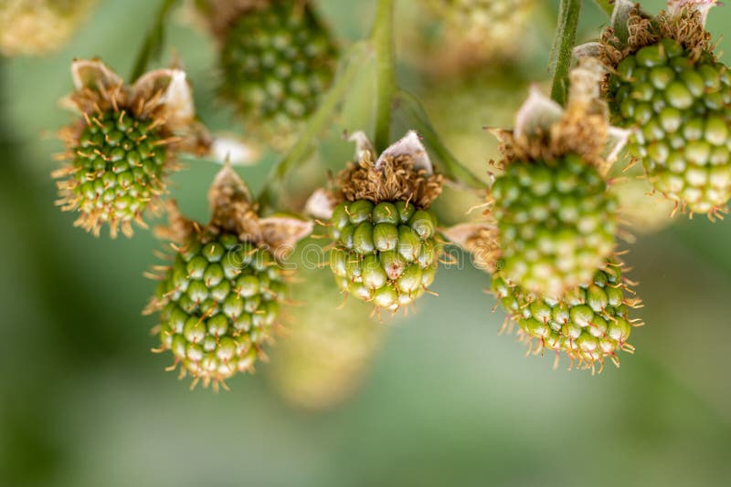 Unripe Blackberries Hanging on a Branch: Close-up of Developing Fruit ...
