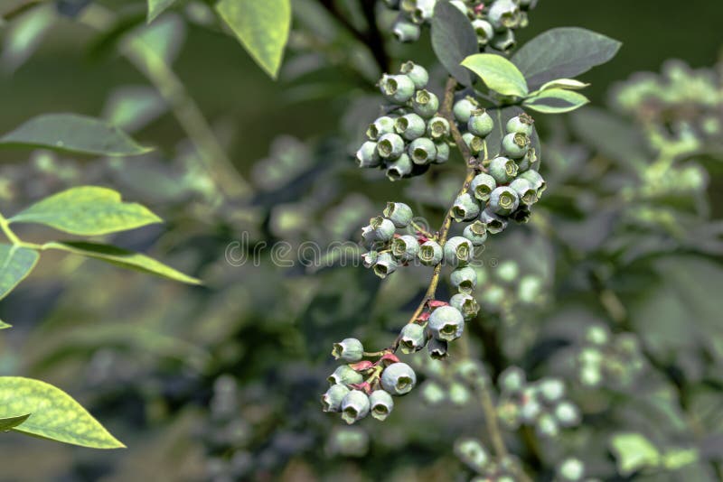 Unripe Blueberries on the Bush Stock Image - Image of growth, natural ...