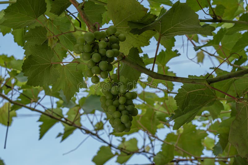 Unripe Bunches of Grapes. the Concept of Ripening Stock Photo - Image ...