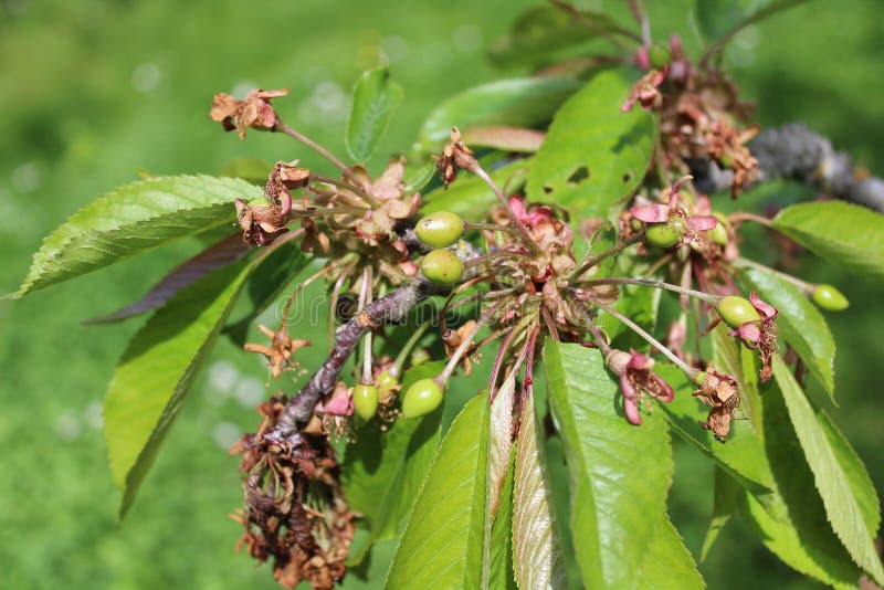 Unripe Cherries on a Cherry Tree Stock Photo - Image of fruittree ...