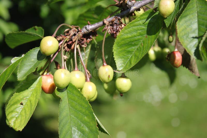 Unripe Cherries on a Cherry Tree Stock Image - Image of romantic ...