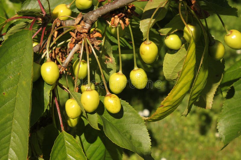 Unripe Cherries on a Cherry Tree Stock Image - Image of romantic ...