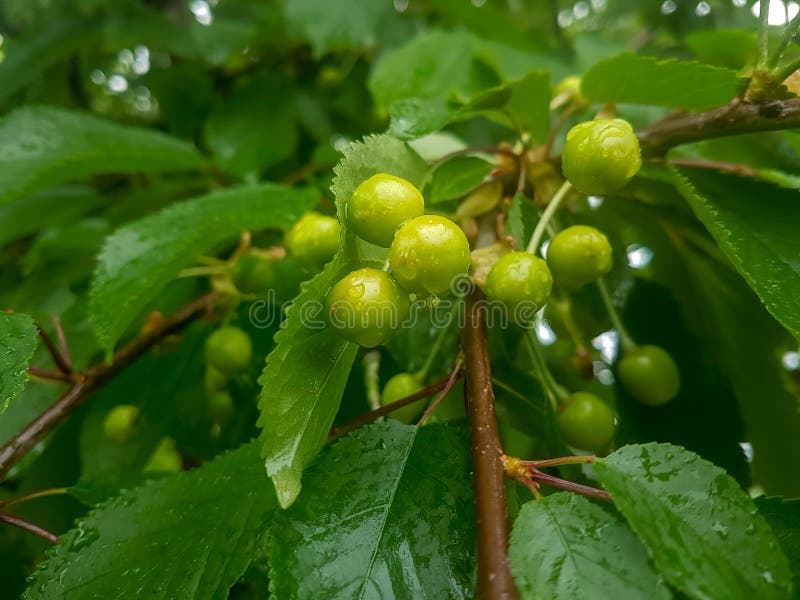 Unripe Cherries in the Tree Stock Image - Image of growth, cherry ...