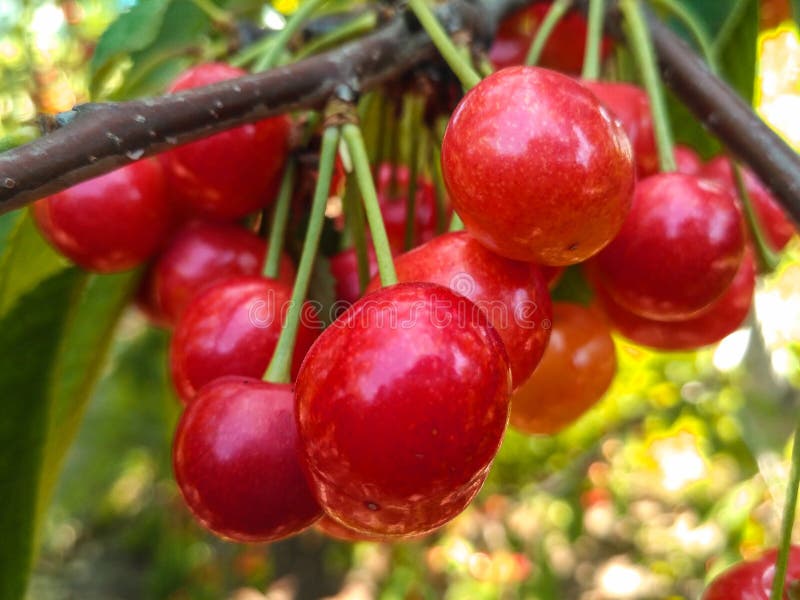 Cherry.a Bunch of Red Fresh Cherries on the Table. Stock Photo - Image ...