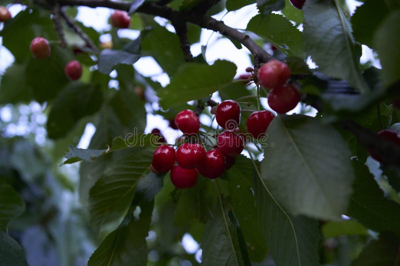 Unripe Cherry Fruits on the Tree Stock Image - Image of grow, nature ...