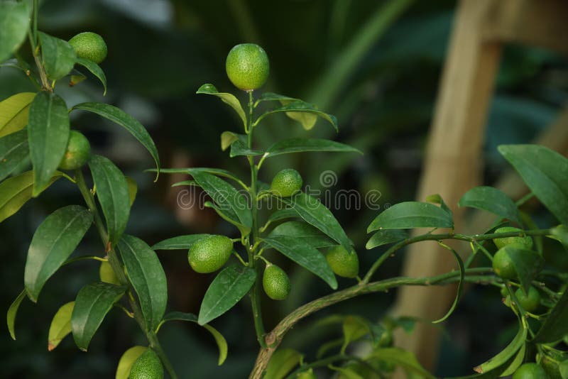 Unripe Citruses Growing on Tree Outdoors, Closeup Stock Photo - Image ...