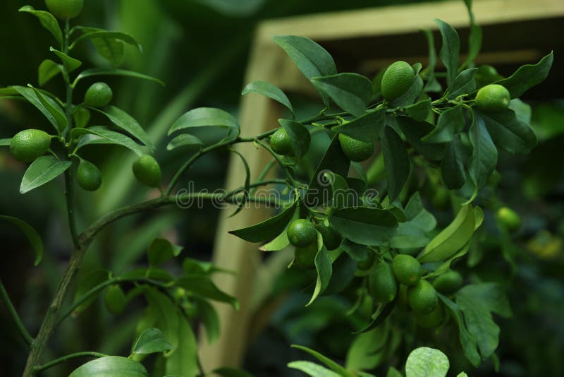 Unripe Citruses Growing on Tree Outdoors, Closeup Stock Image - Image ...
