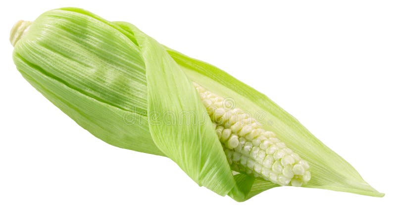 Unripe Corn Cob or Maize, the Wrapped Seeds Exposed, Isolated Stock ...