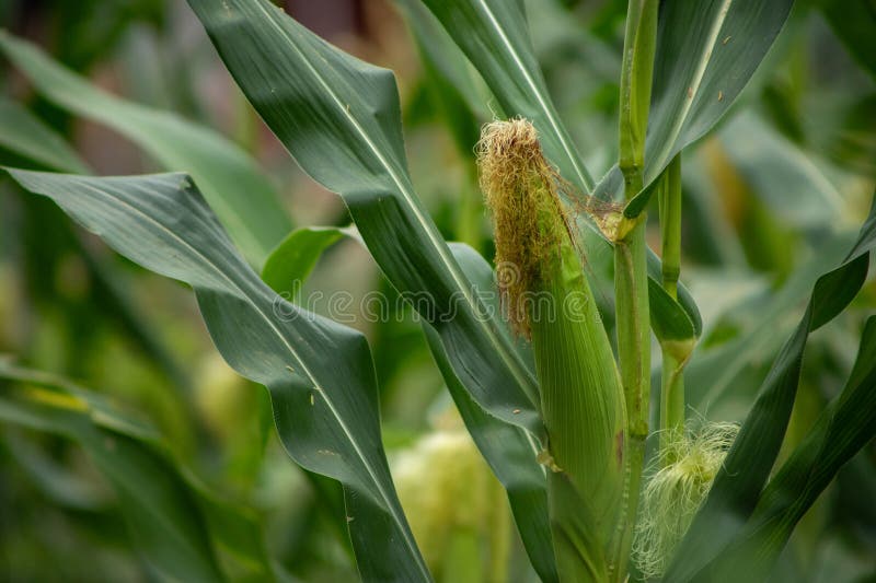 Unripe corn on a corn tree stock photo. Image of plant - 332489616