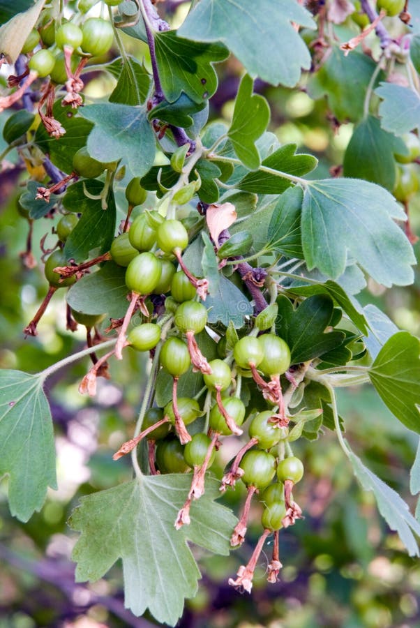 Unripe currant stock image. Image of garden, foliage - 14698917
