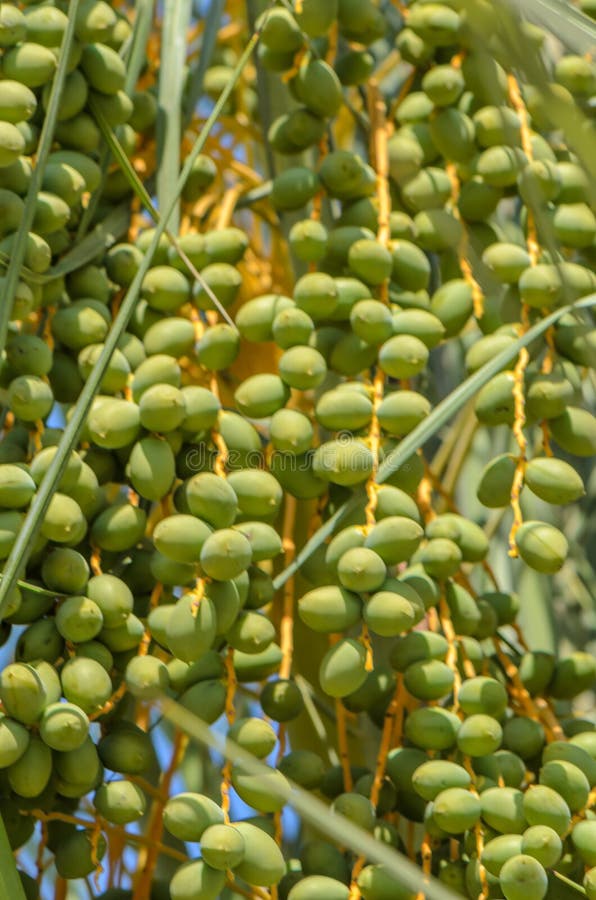 Unripe Date Clusters Hanging from a Palm Tree Stock Photo - Image of ...