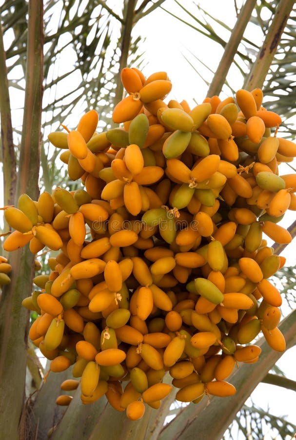 Green Unripe Dates Bunches in a Date Palm Tree Stock Image - Image of ...