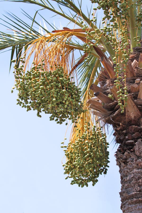 Unripe Dates on a Date Palm Tree Stock Photo - Image of date ...