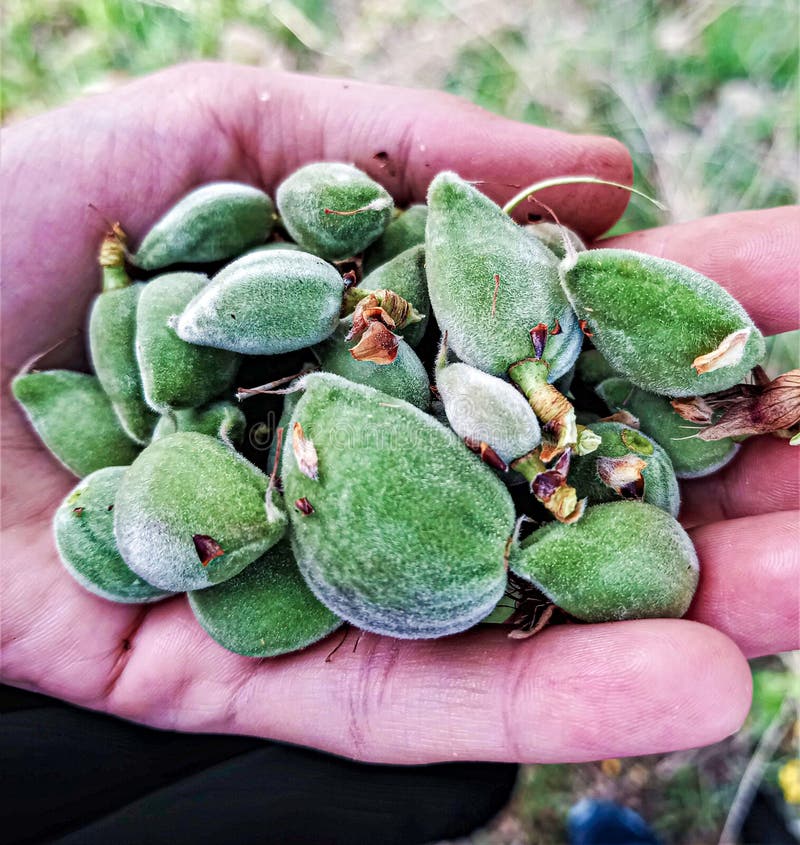 Unripe and Delicious Almonds Stock Image - Image of plant, shrub: 225054975