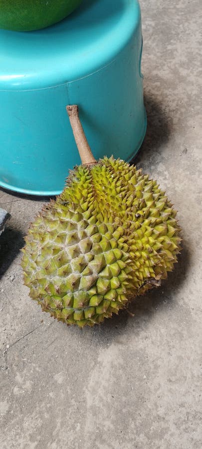 Unripe Durian Fruit, Local Javanese Durian Stock Photo - Image of local ...