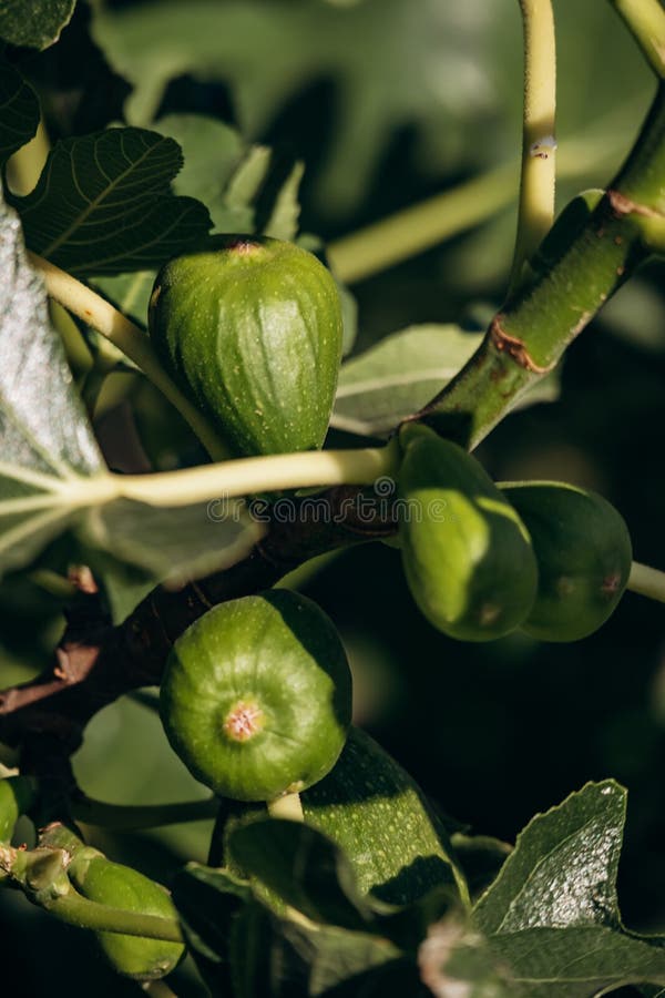 Unripe Figs on a Fig Tree in a Garden Stock Photo - Image of ...