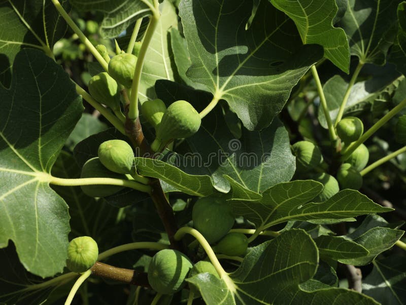 Unripe Figs Growing on Tree in Garden, Closeup Stock Image - Image of ...