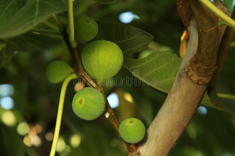 Figs Growing on Tree in the Springtime Stock Image - Image of branch ...