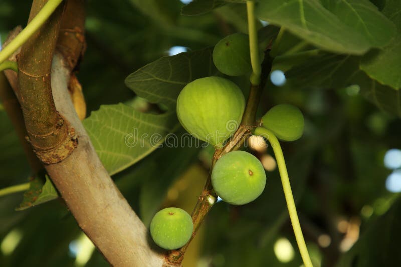 Figs Growing on Tree in the Springtime Stock Image - Image of branch ...