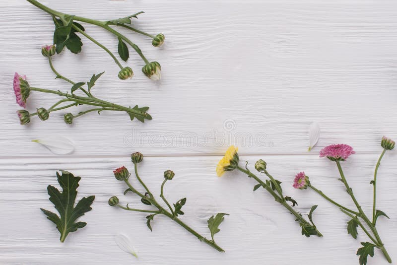 Unripe Flowers and Leaves on White. Stock Photo - Image of rustic ...