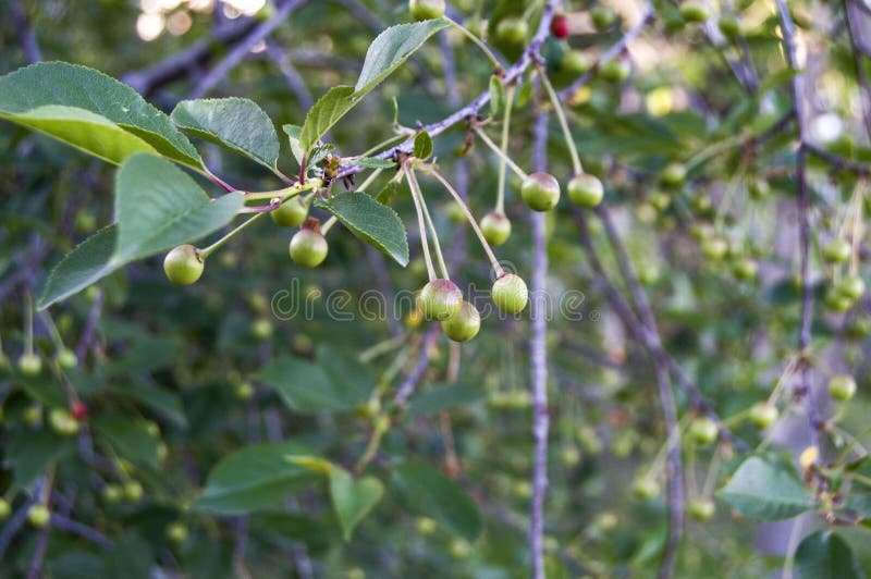 Unripe Fruit Trees, Unripe Cherry Fruit, Pictures of Raw Fruit Stock ...