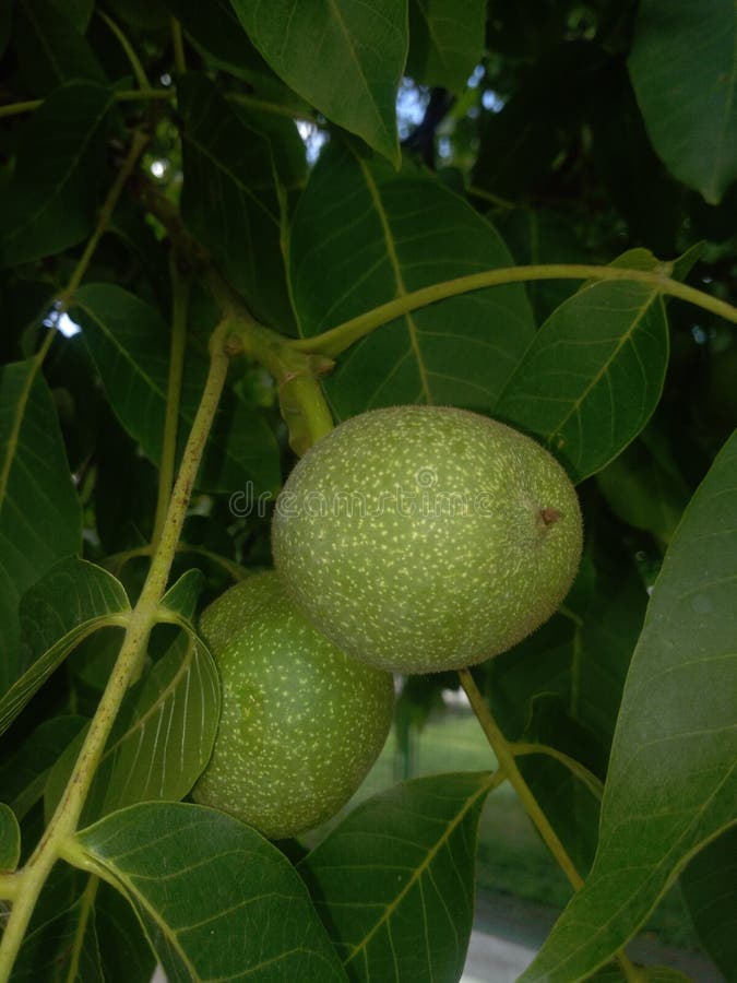 Immature Fruit of the Walnut Stock Image - Image of bark, purple: 120791327