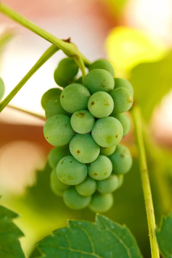 2,140 Small Grape Cluster Stock Photos - Free & Royalty-Free Stock ...