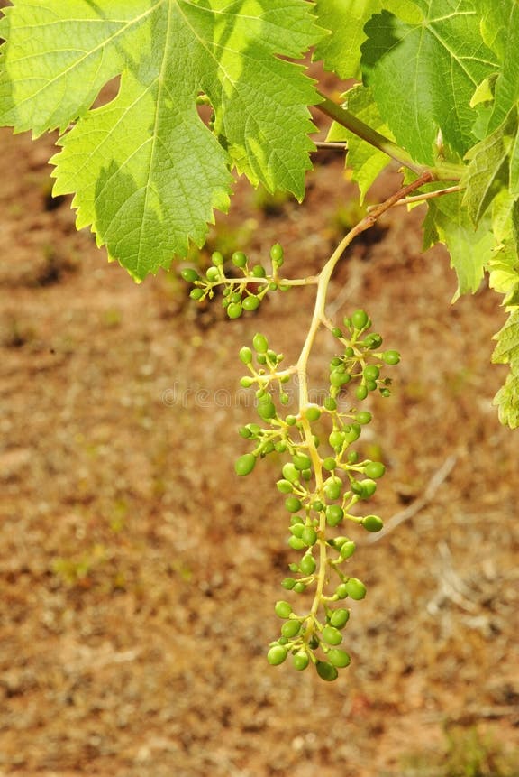 Unripe grapes stock image. Image of growth, grapes, detail - 26917989