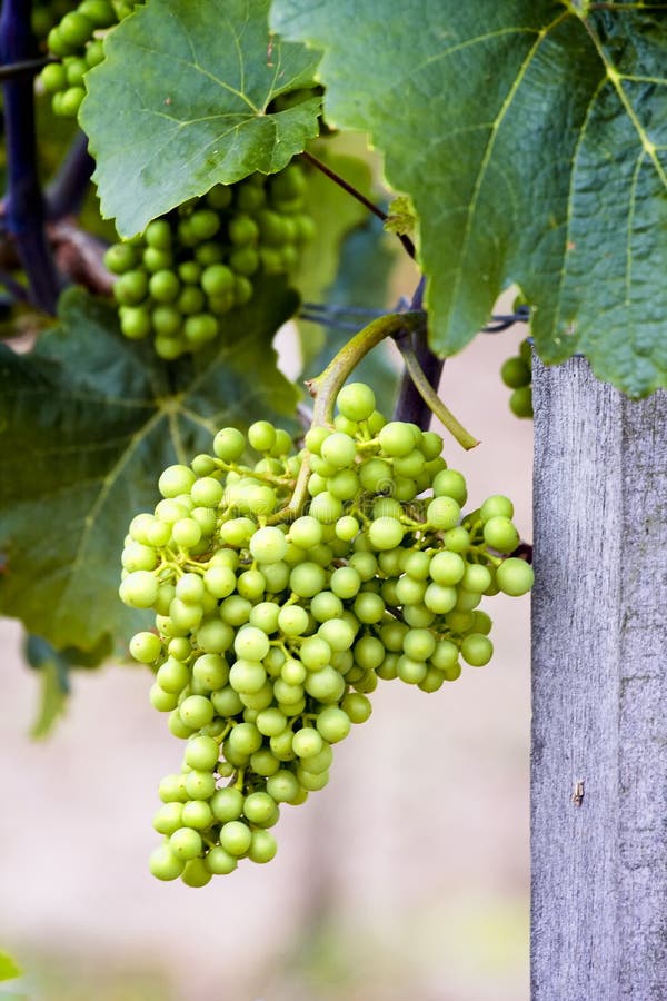 Unripe grapes stock image. Image of nature, vine, branch - 5720857