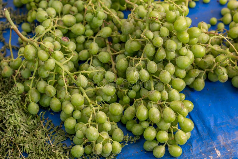Unripe grapes stock photo. Image of season, gardening - 56544332