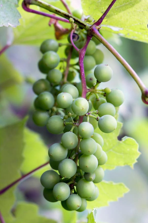 Cluster Of Green Unripe Grapes On A Grapes Bush Stock Photo - Image of ...